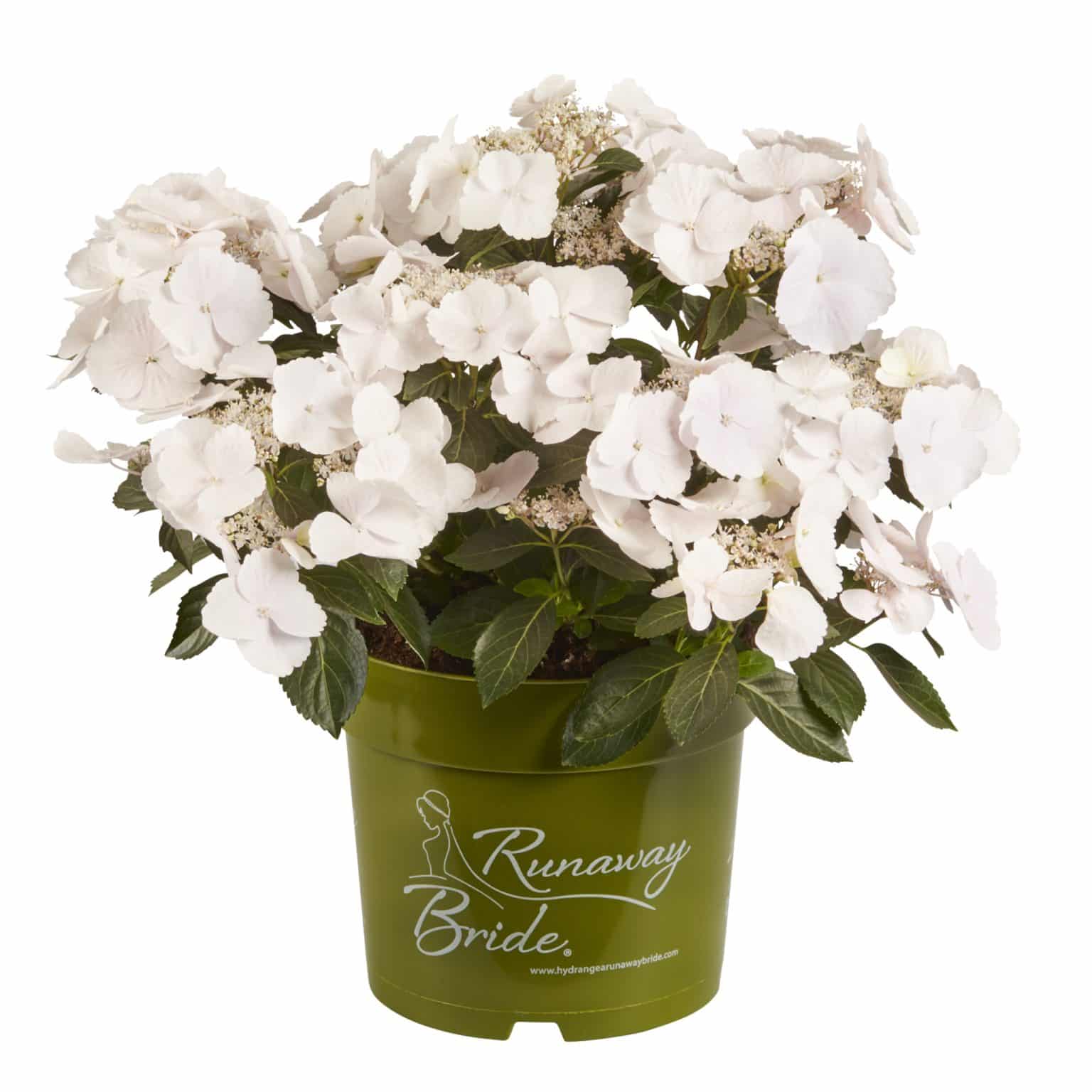 GARTNERIET MØLLERHØJ A/S